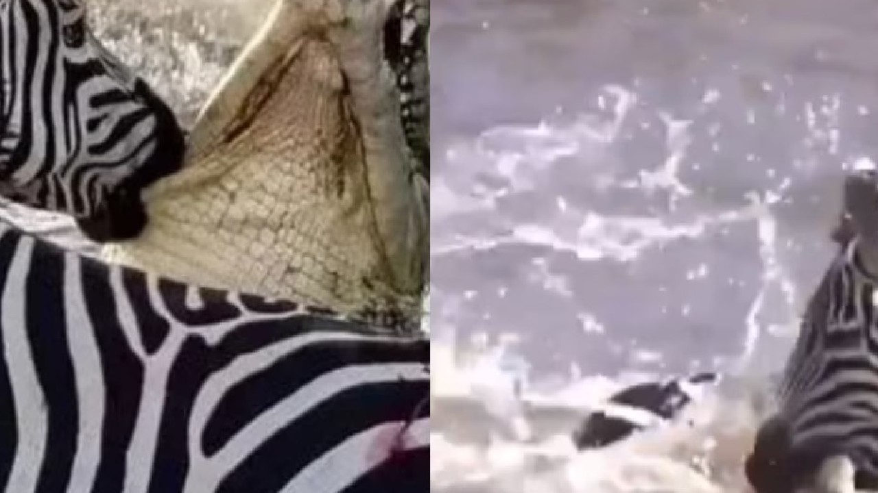 Viral Video: ಮೊಸಳೆಯ ಬಾಯಿಯನ್ನೇ ಕಚ್ಚಿ ಸಾವಿನಿಂದ ಪಾರಾದ ಜೀಬ್ರಾ: ಶಾಕಿಂಗ್ ...